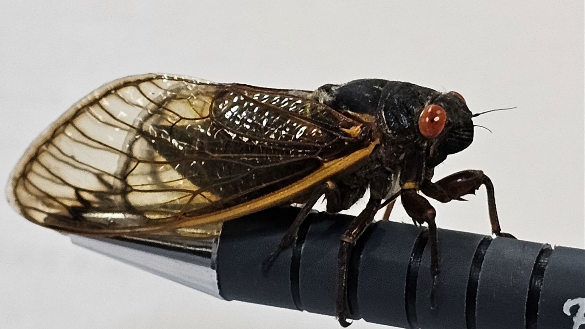 Brood XIX cicadas begin emerging in East Tennessee | wbir.com