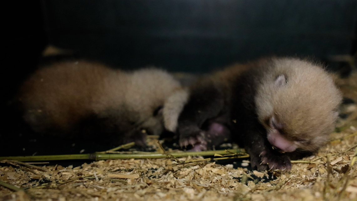 Zoo Knoxville welcomes red panda cubs born to Sisu and Doofah | wbir.com