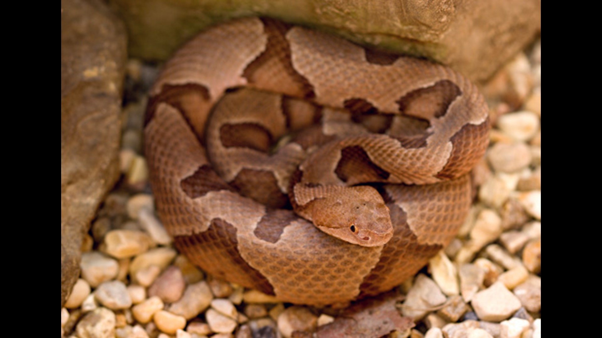 Black Snakes vs Copperheads: What You Need to Know | wbir.com