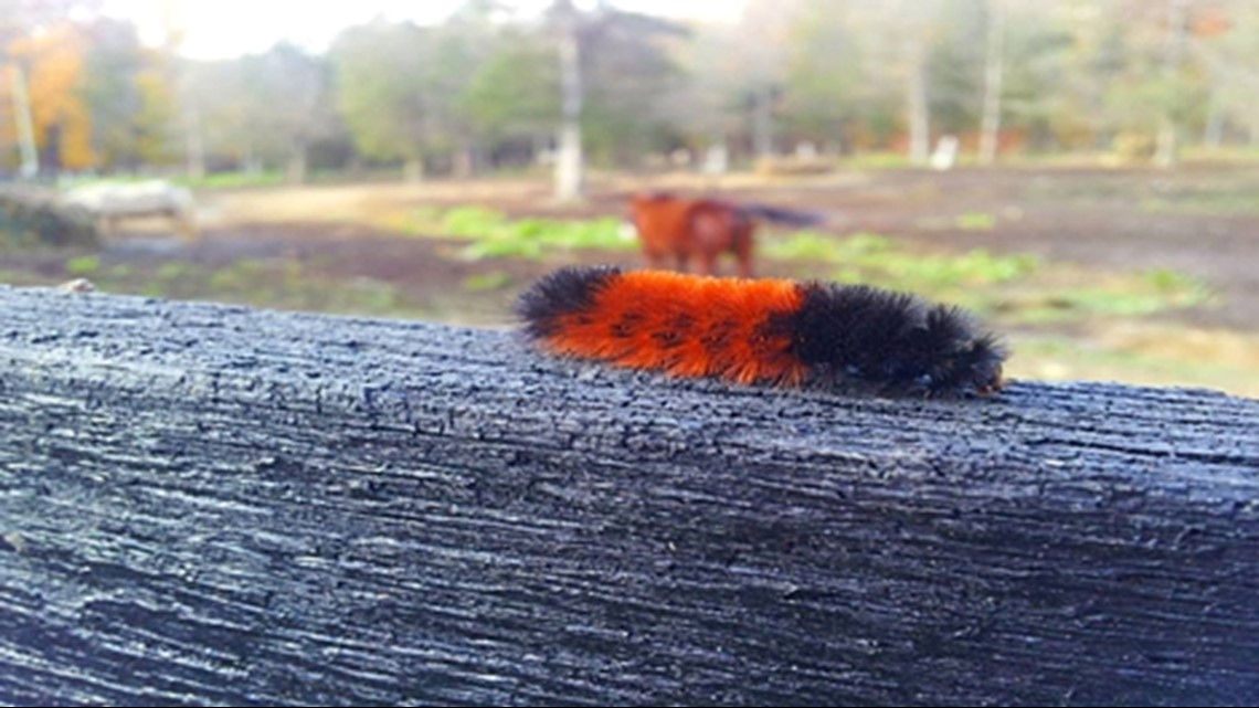 Persimmon seeds and woolly worms predict a snowy winter | wbir.com