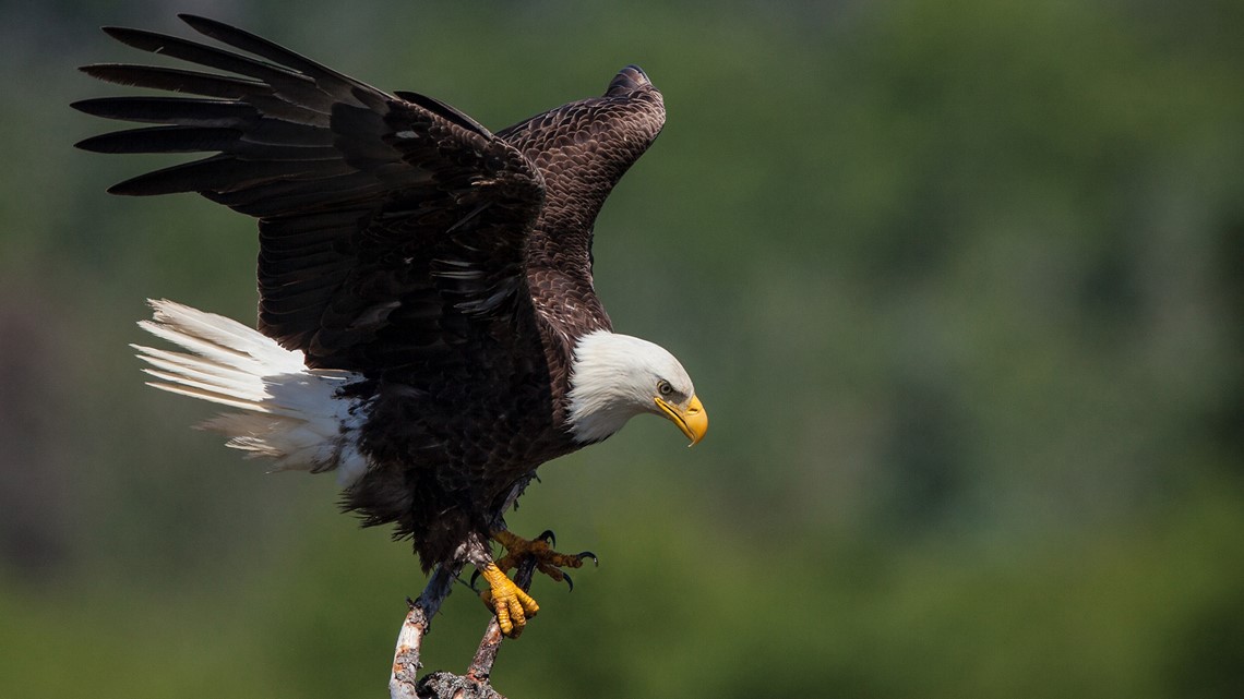 Indiana sees comeback of bald eagle | wbir.com