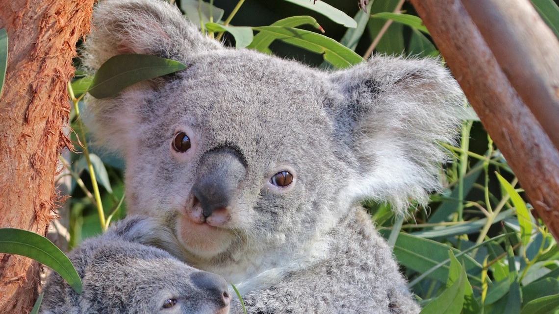 Beloved koala at SC zoo, one of the world's oldest, passes away | wbir.com