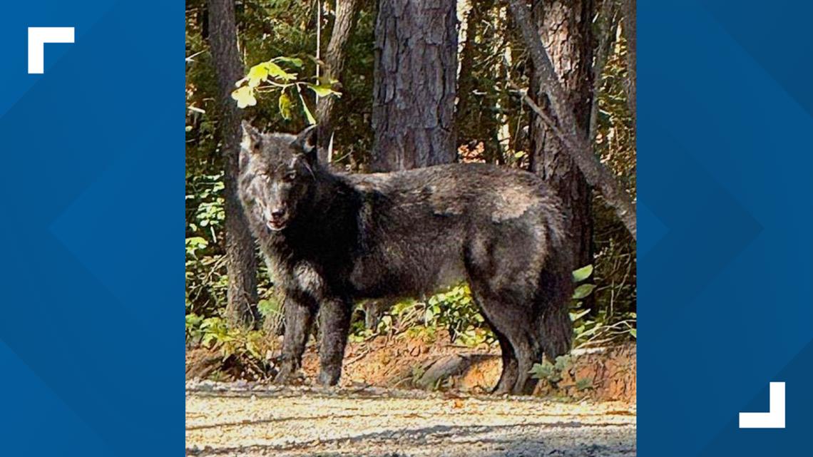 DNR confiscates 'illegal' wolf in North Georgia | wbir.com