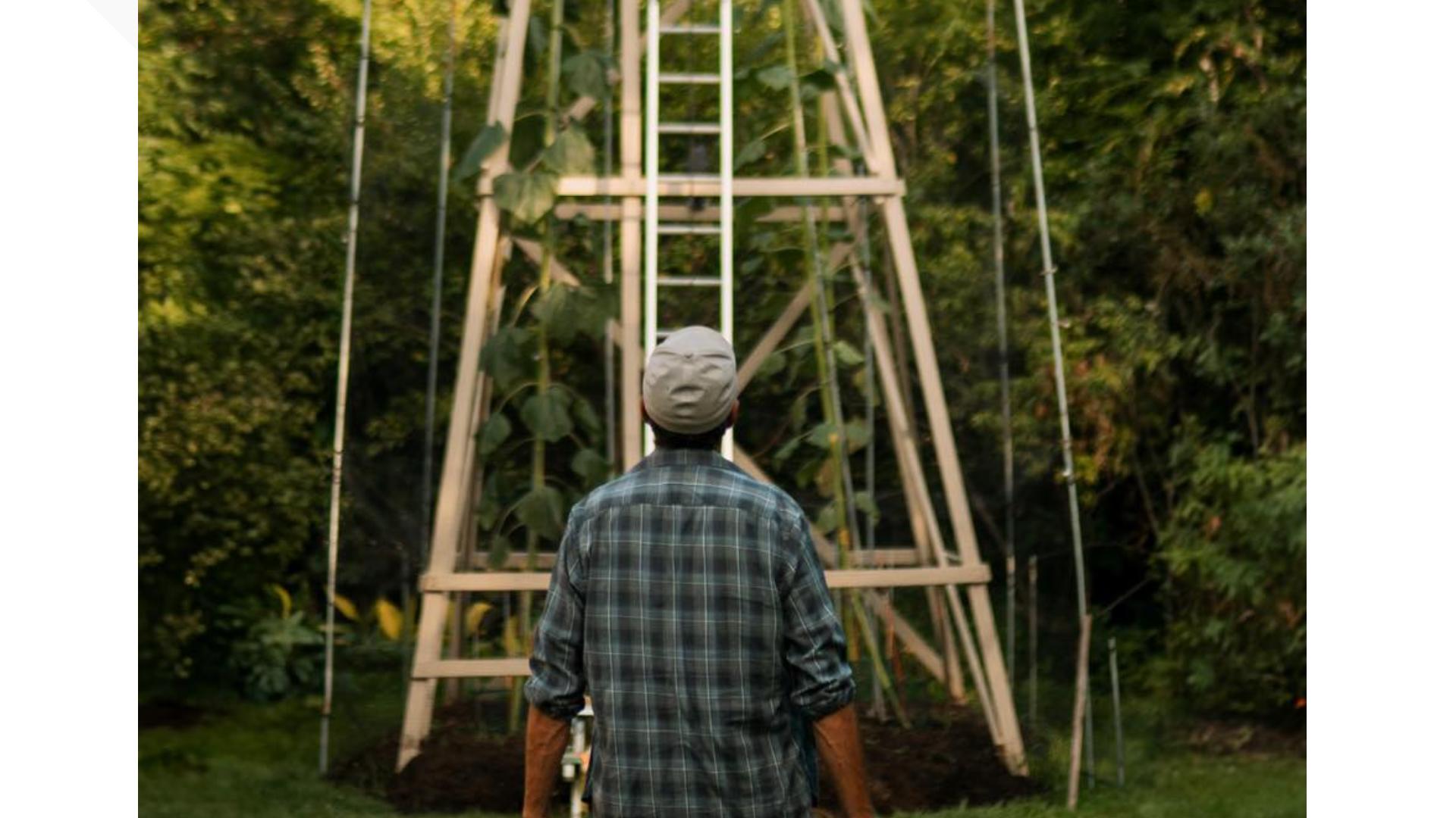 Tallest ever sunflower is growing in Indiana | wbir.com