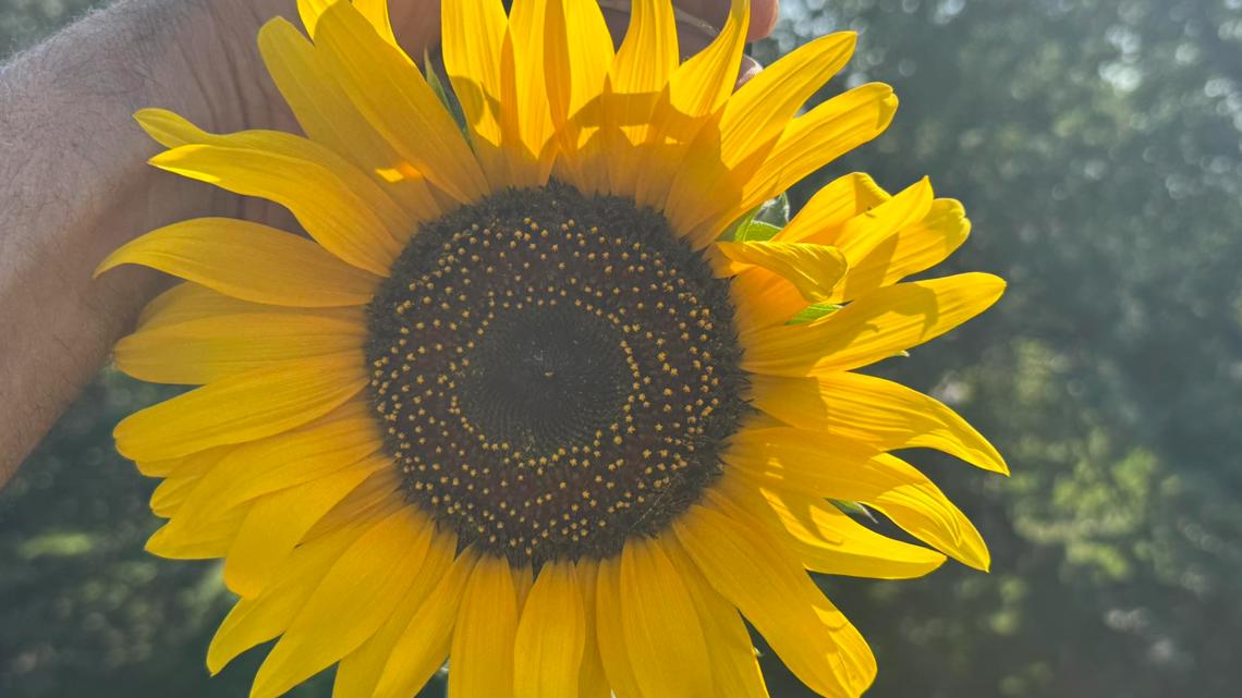 Tallest ever sunflower is growing in Indiana | wbir.com