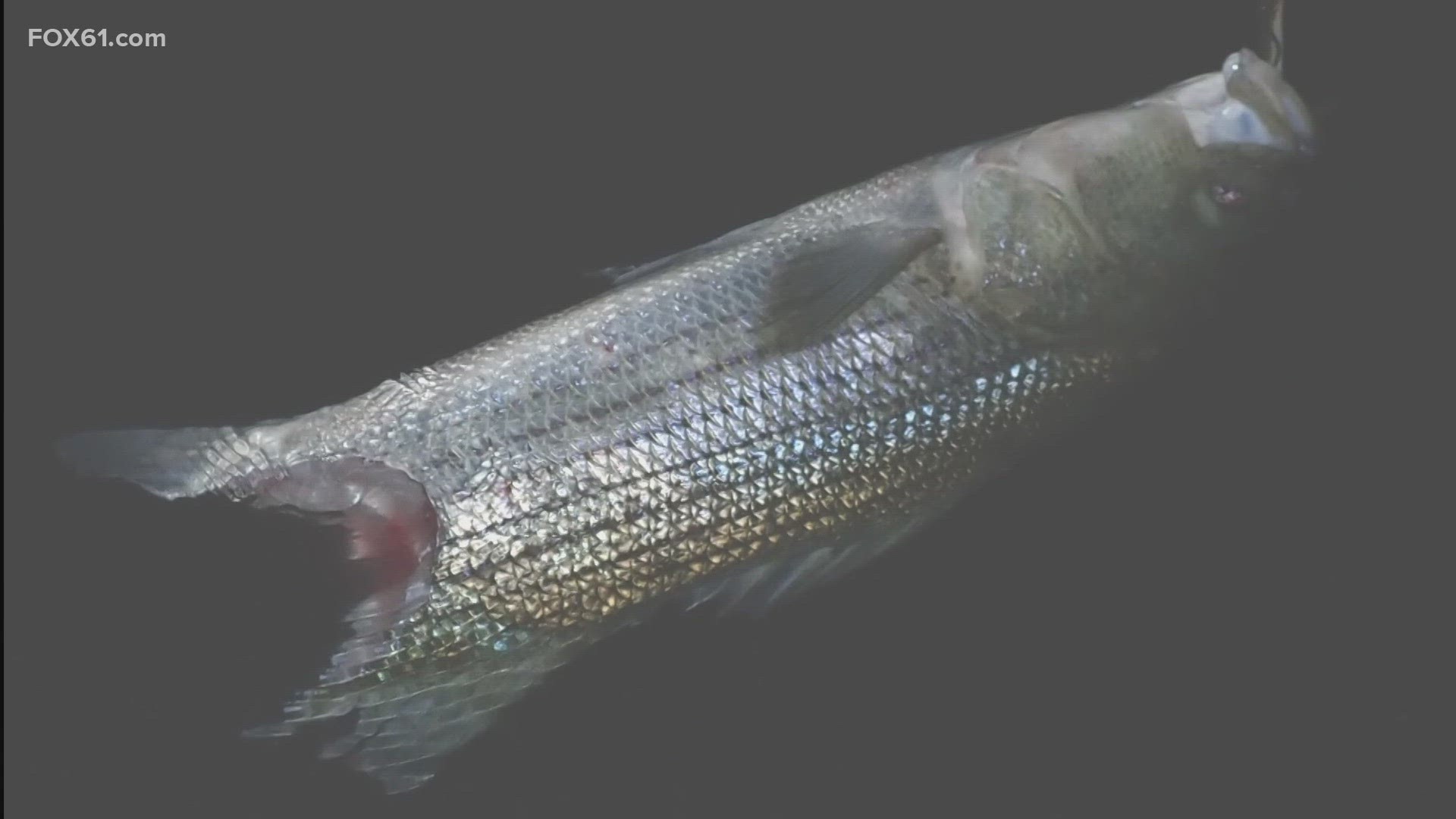 Fishers across America reeling in fish missing body in catch | wbir.com