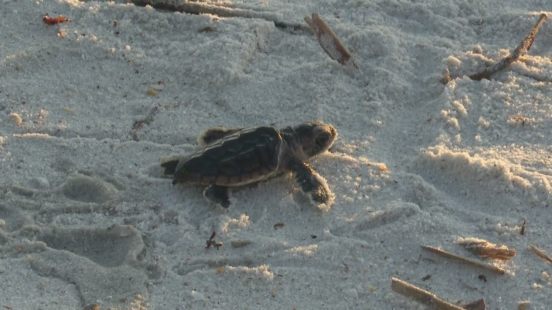 Sea turtle nesting season in Northeast Florida | wbir.com