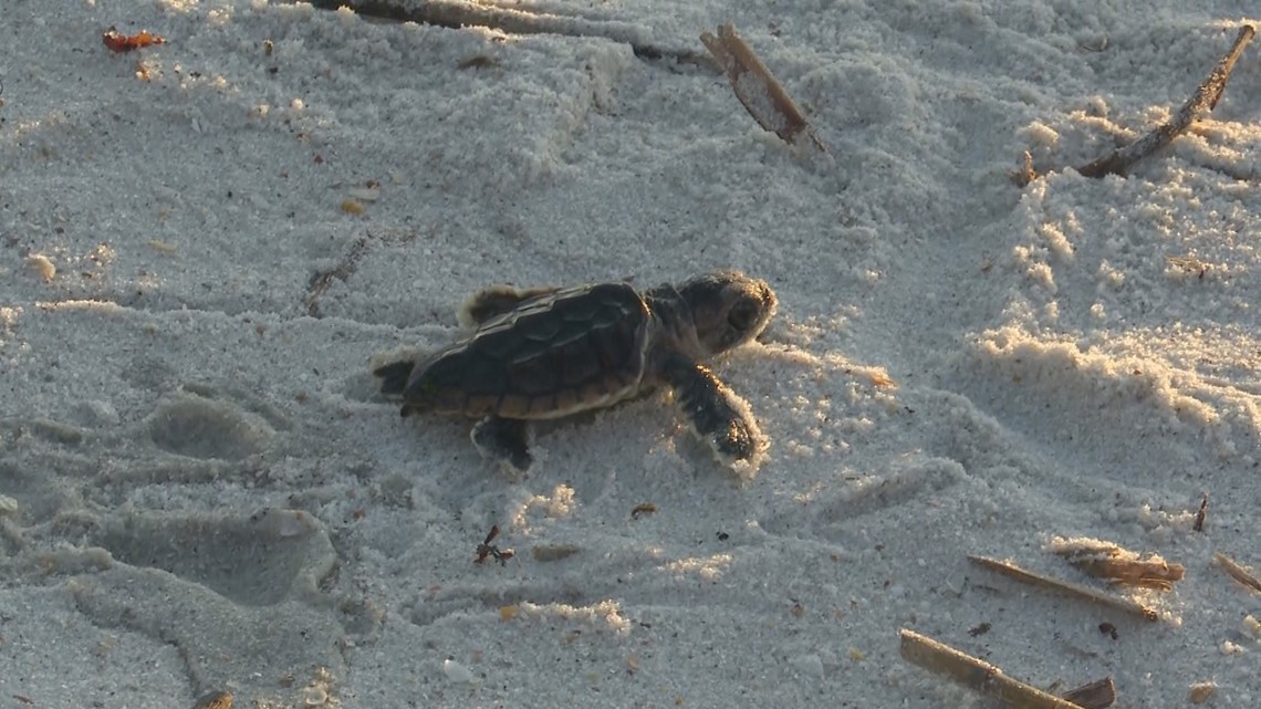 Sea turtle nesting season in Northeast Florida | wbir.com