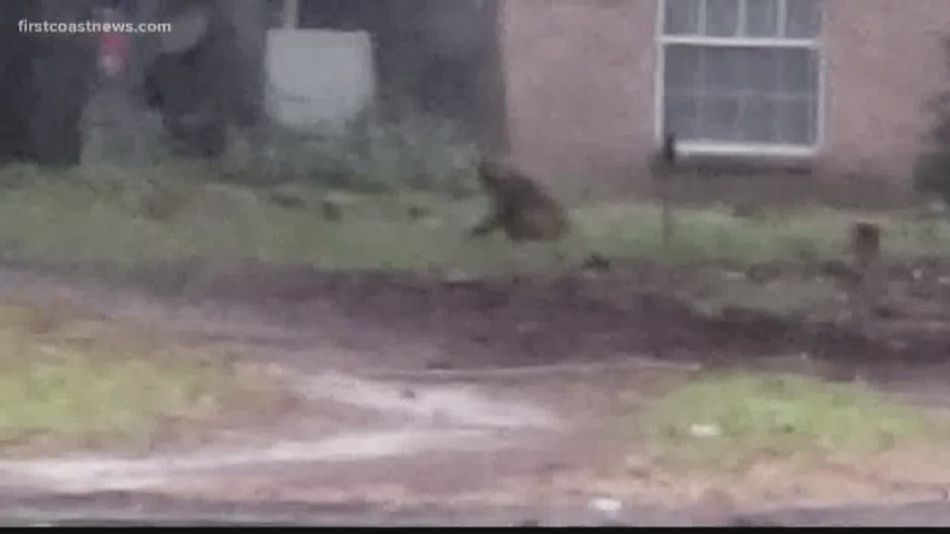 Invasive, herpes-carrying monkeys reach Northeast Florida | wbir.com