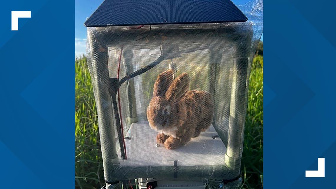 Robot rabbits fight invasive pythons in Everglades | wbir.com