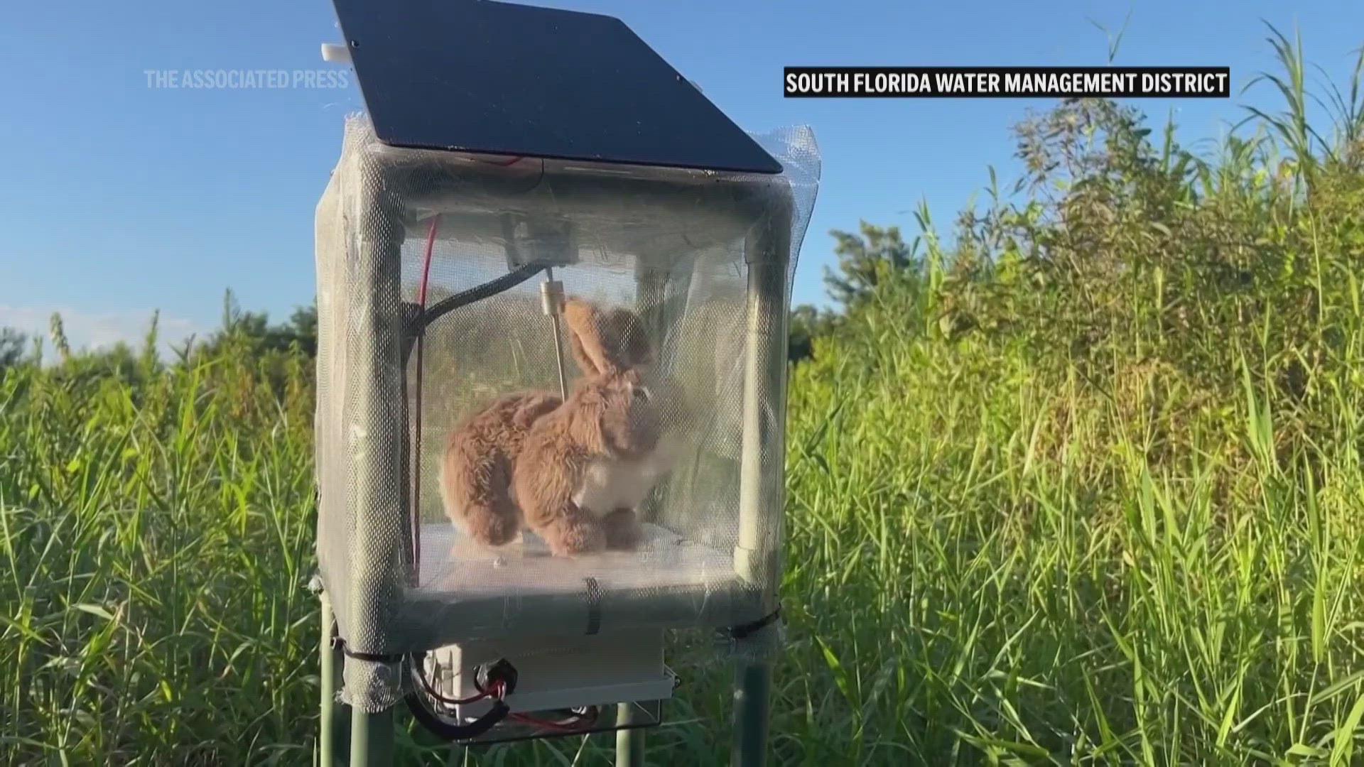 Robot rabbits fight invasive pythons in Everglades | wbir.com