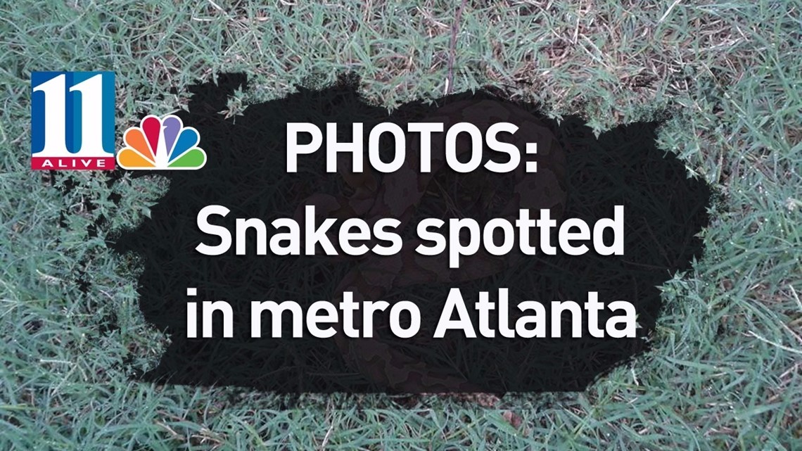 PHOTOS: Snakes seen in metro Atlanta | wbir.com