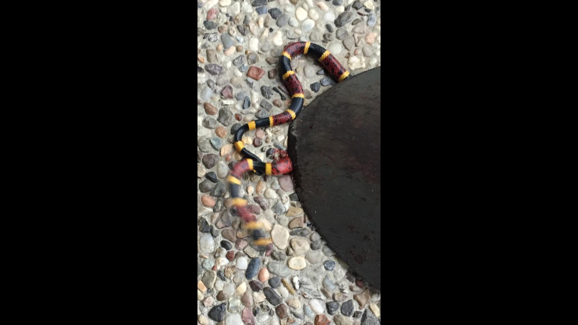 PHOTOS: Snakes seen in metro Atlanta | wbir.com