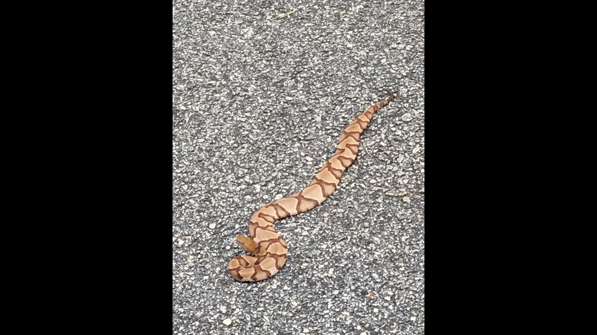 PHOTOS: Snakes seen in metro Atlanta | wbir.com