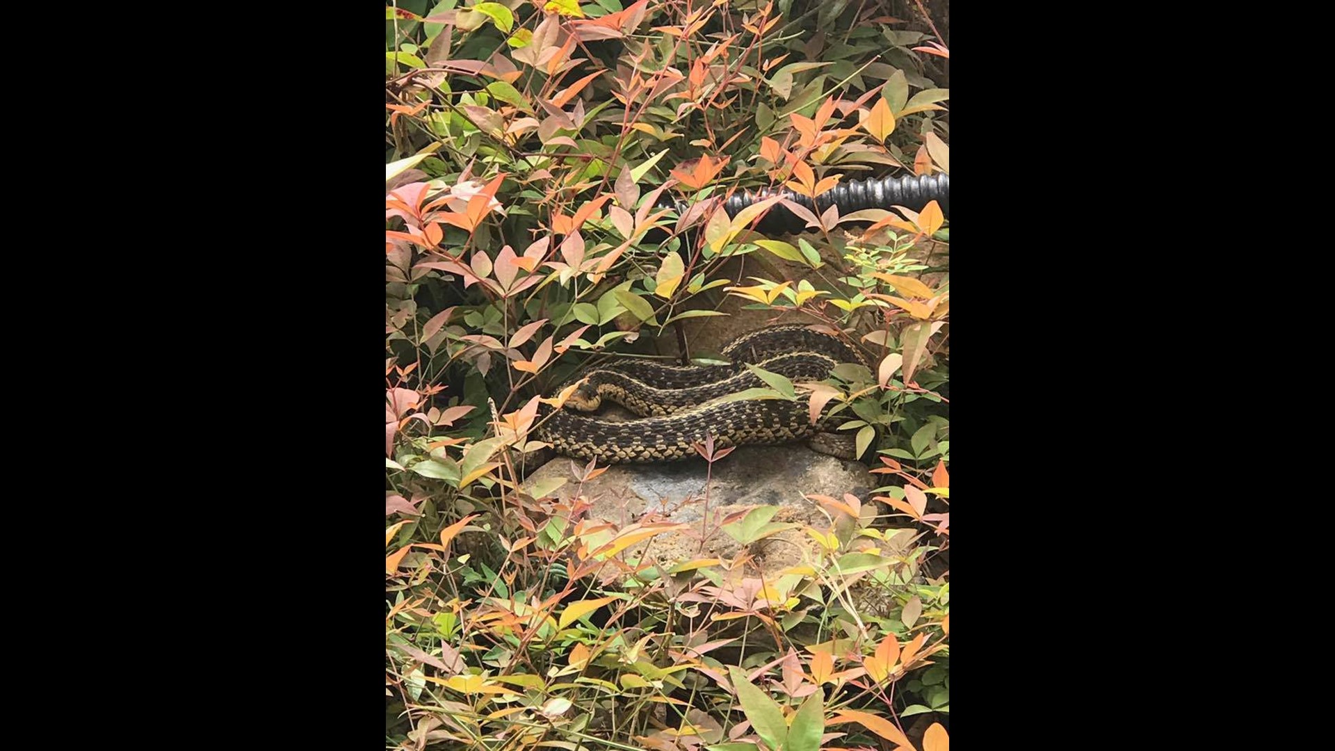 PHOTOS: Snakes seen in metro Atlanta | wbir.com