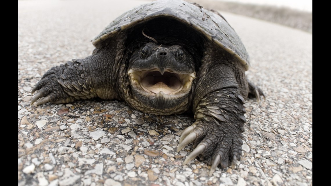A dastardly snapping turtle has you by the finger. What's your next ...