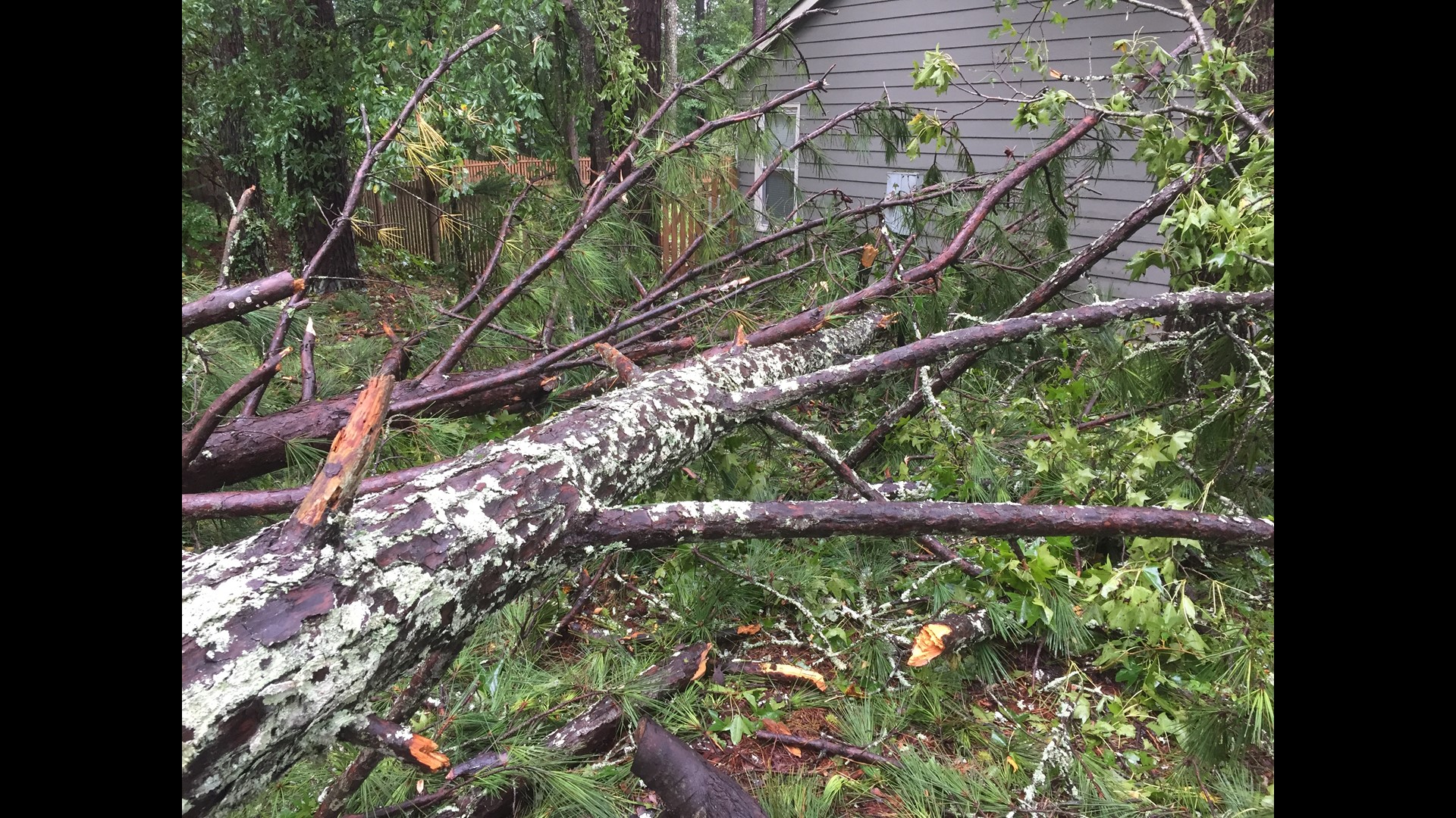 Driver who caught falling tree, accident on camera: 'Thank God she saw ...