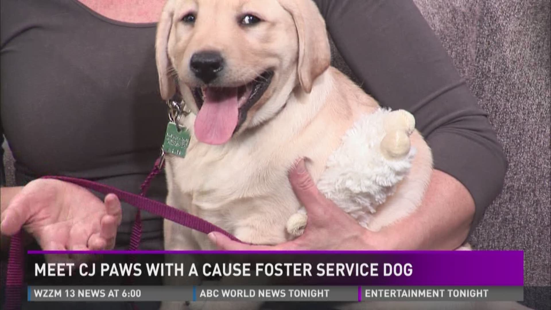 Meet CJ, WZZM 13's Paws with a Cause service dog in training | wbir.com